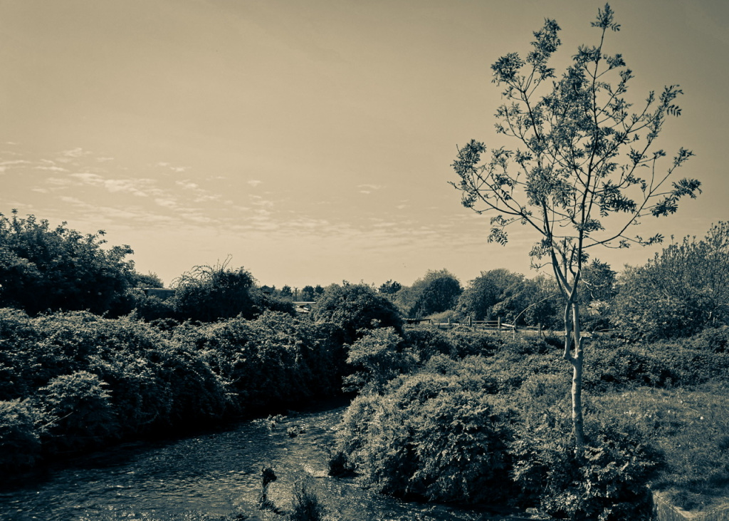 Hidden Places Around Portsmouth: The Tree That Saw The Plague – Star ...